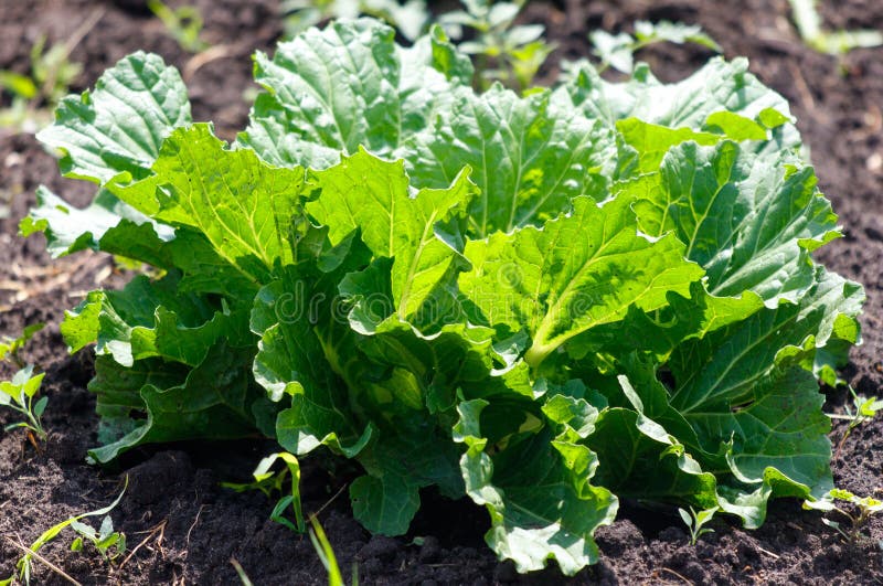 Cabbage Plants in the Ground in the Garden Stock Image - Image of ...