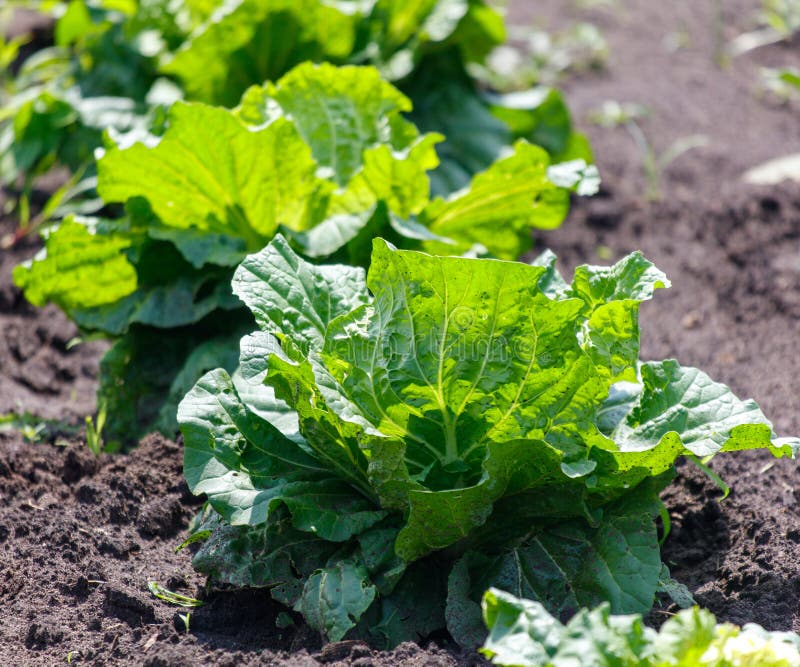 Cabbage Plants in the Ground in the Garden Stock Photo - Image of ...