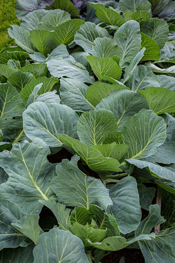 Rows of Cabbage Plants stock image. Image of fresh, leaves - 110026701