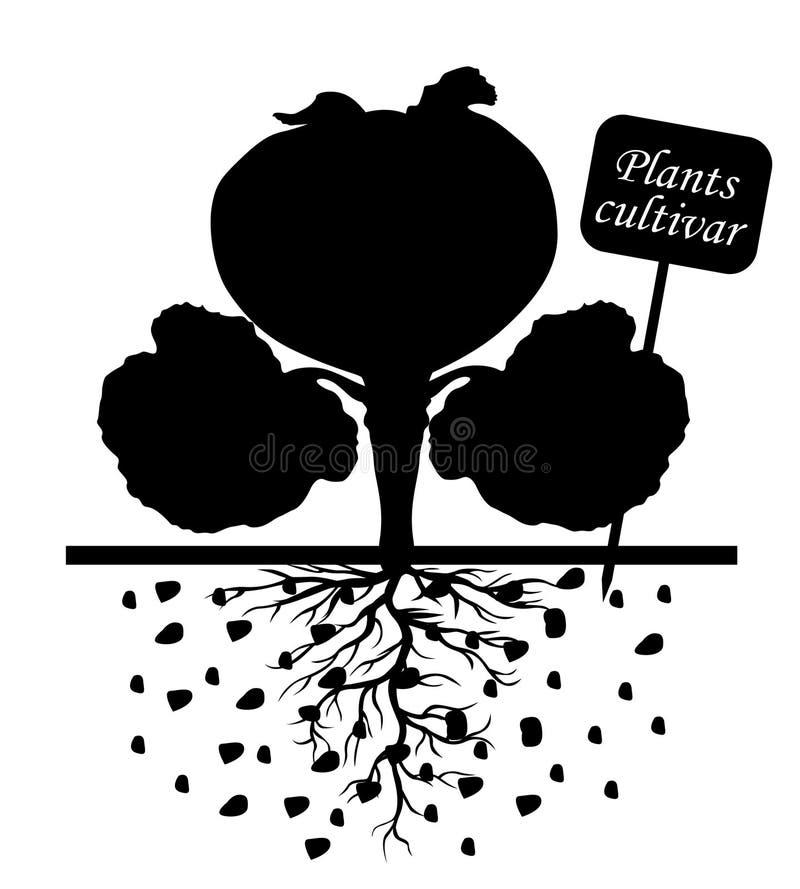 Cabbage Plants with Label Cultivar Stock Vector - Illustration of icon ...