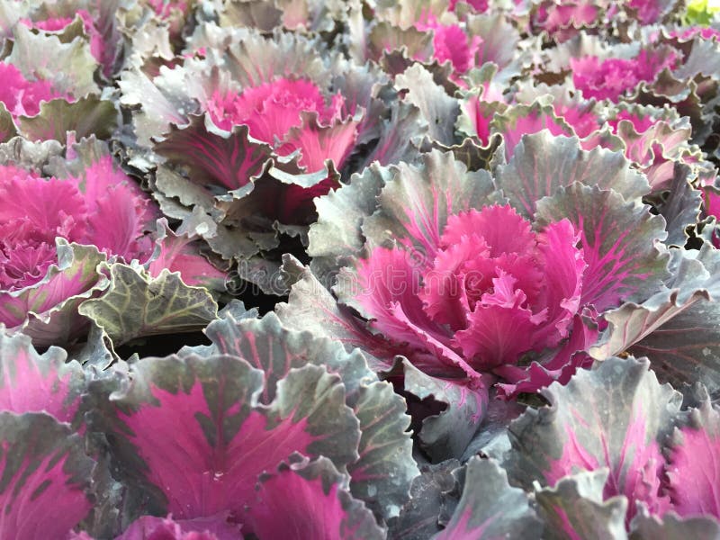 Pinkcabbage Stock Photos - Free & Royalty-Free Stock Photos from Dreamstime
