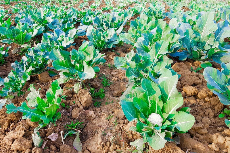 Cabbage Plants Planted in Rows in Farm with Excavated Soil Ready To ...
