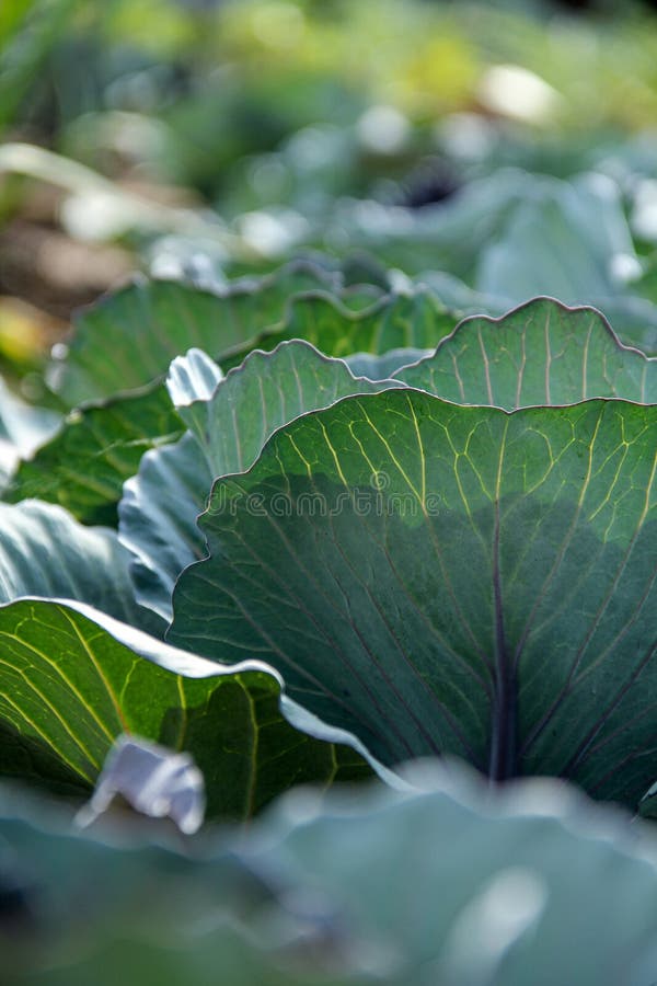 Cabbage Plants in a Row with Their Leaves Open To the Sun Stock Image ...