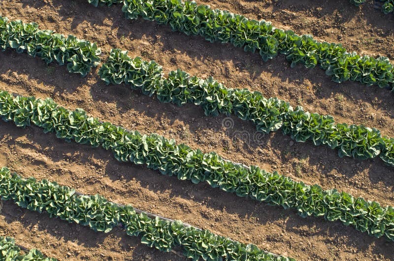 Cabbage Plants in Rows in a Farm Field, Aerial View from Drone Stock ...