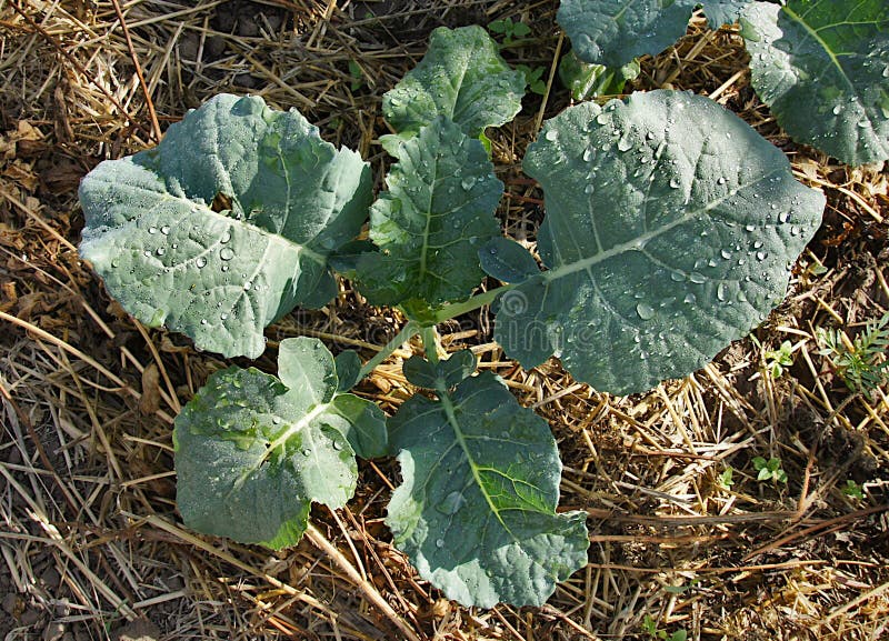 Young Cabbage Plant and Straw Mulch Stock Image - Image of grow ...
