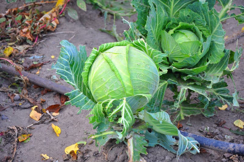 Cabbage on the plot stock image. Image of house, agriculture - 108472673