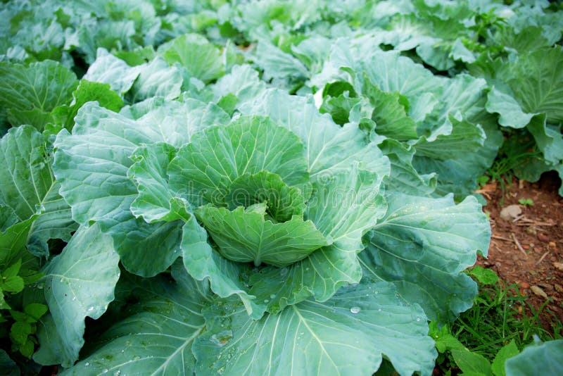 Cabbage on plot stock image. Image of freshness, fresh - 207176817