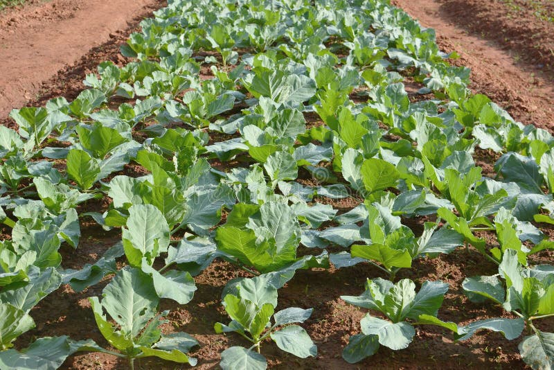 Cabbage plots stock image. Image of food, fresh, harvest - 183530433