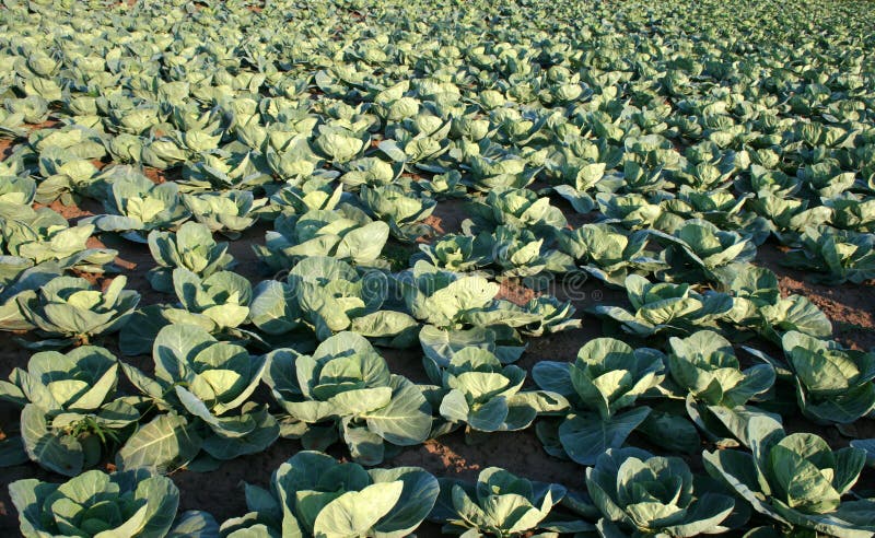 Cabbage Production stock image. Image of fresh, agriculture - 121069627