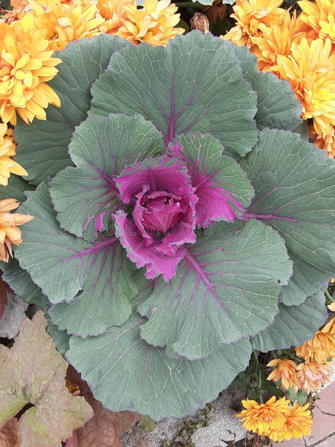 Cabbage Purple Green Leafy Vegetable Stock Image - Image of purple ...