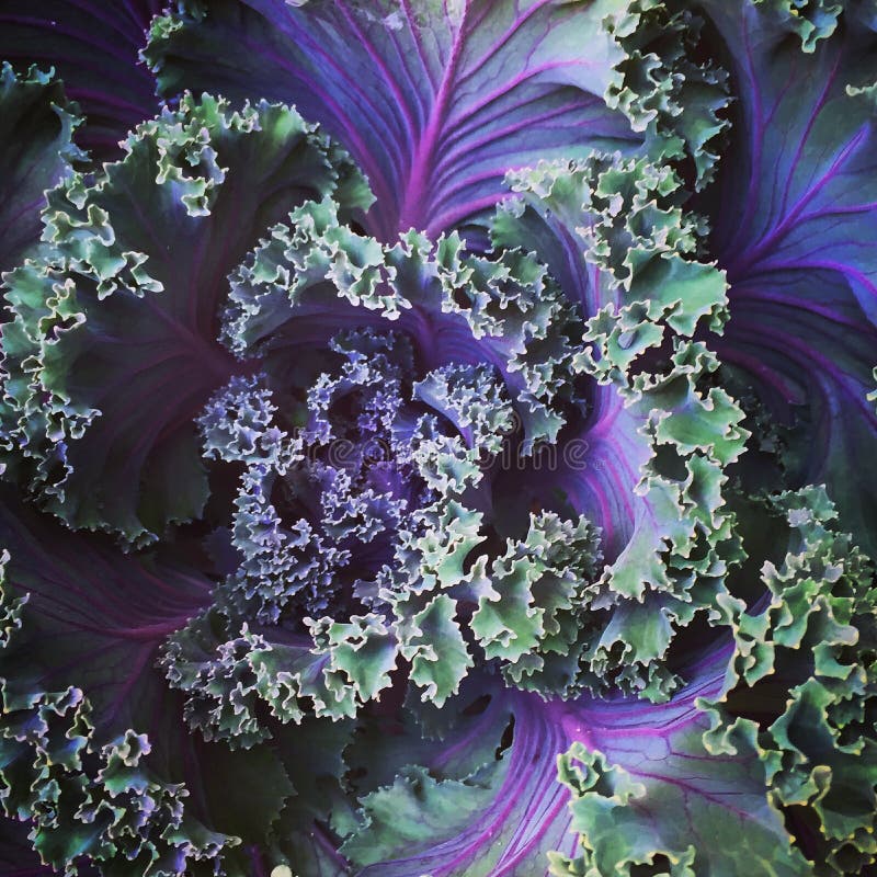 Cabbage stock photo. Image of nature, decorative, pretty - 78628188
