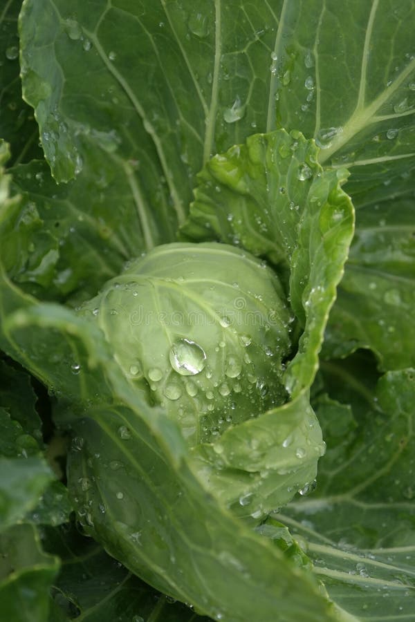 Cabbage after rain. stock image. Image of rain, water - 94812595