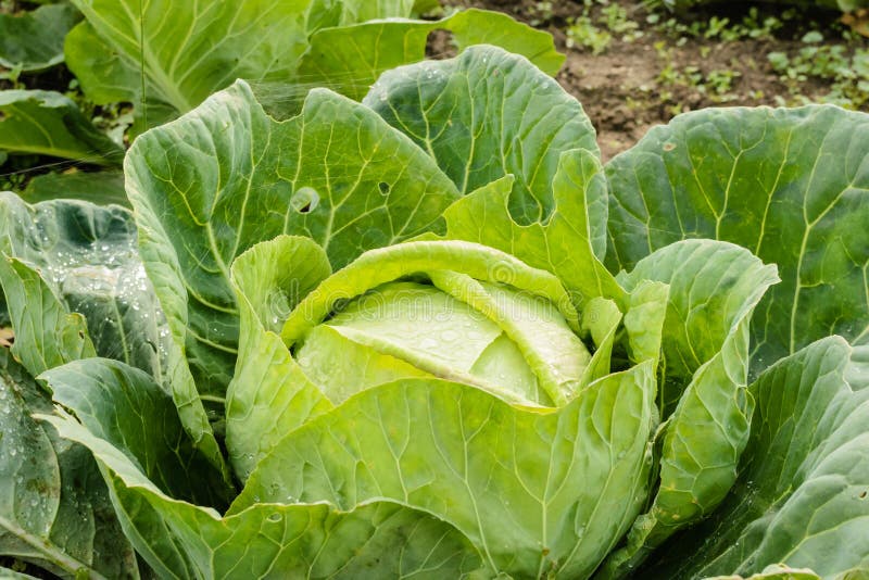 Cabbage stock photo. Image of close, clear, detail, drop - 79962908