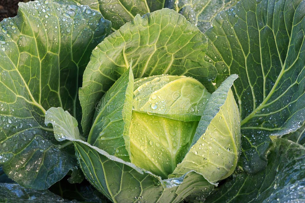 Cabbage in rain stock photo. Image of raindrop, water - 62671354