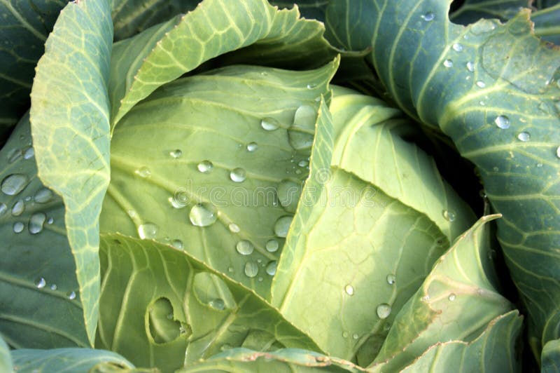 Cabbage stock photo. Image of harvest, head, manure - 101705336