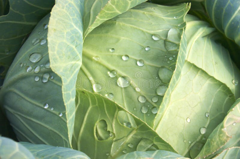 Cabbage stock photo. Image of leaves, autumn, reached - 101740240