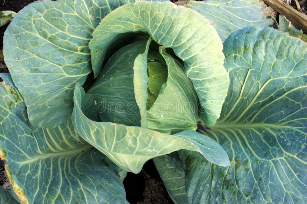 Cabbage stock image. Image of quantity, excellent, matured - 101705591