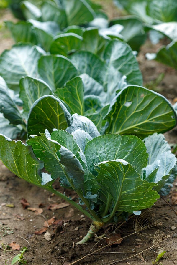 Row of Cabbage stock image. Image of organic, outdoors - 32409189