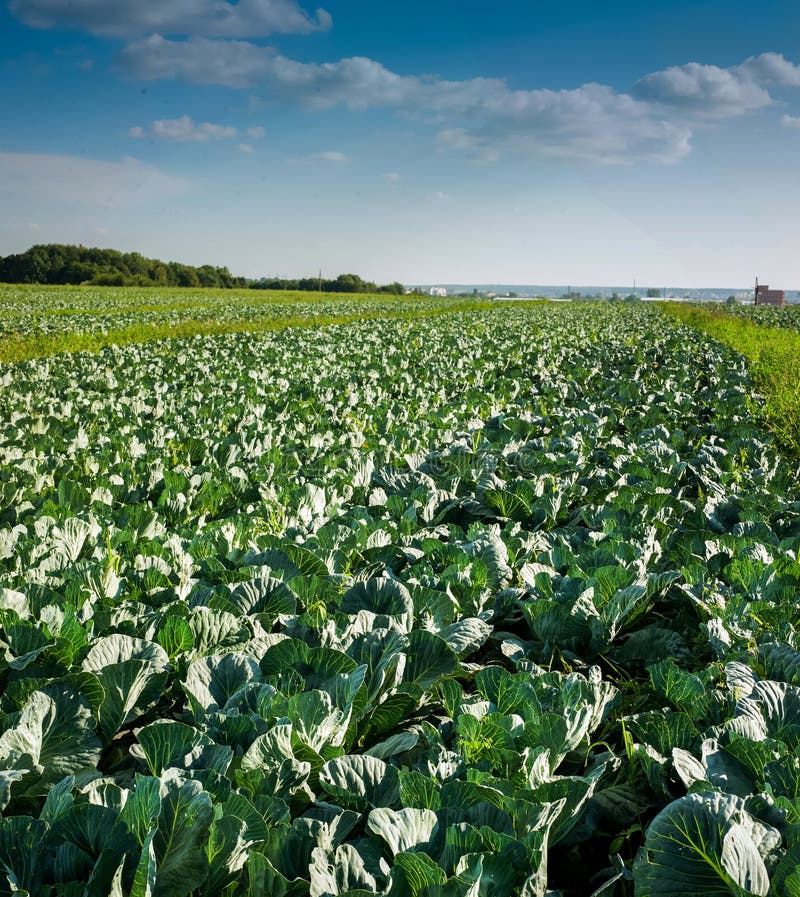 Cabbage on Plantation, Agriculture Landscape with Beautiful Sky Stock ...