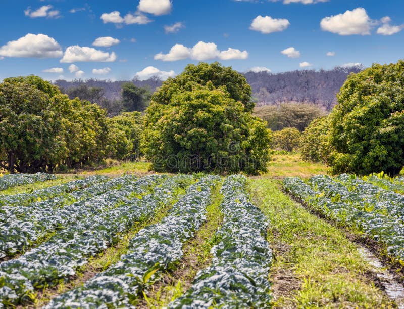 Cabbage rows stock photo. Image of industry, grow, crop - 254063712