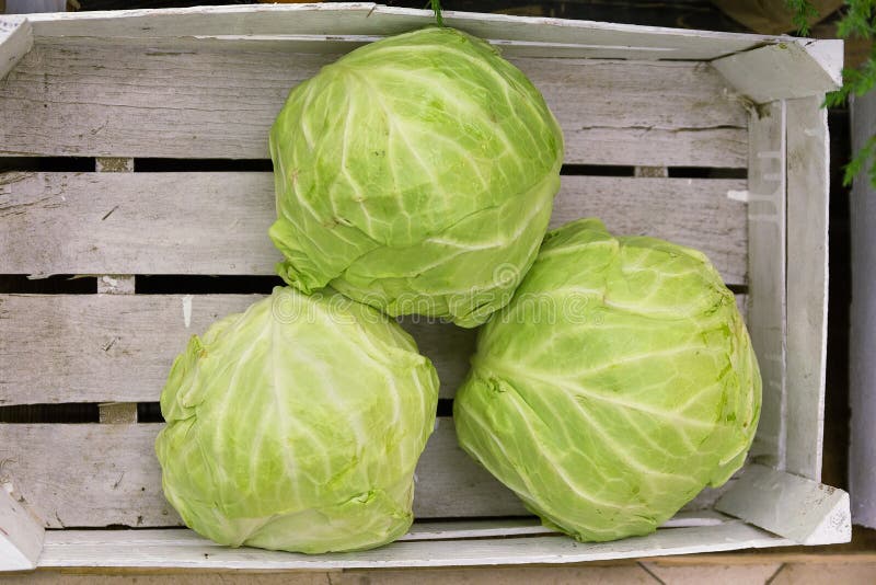 Cabbage in a Rustic Wooden Box Stock Photo - Image of cabbage, crate ...