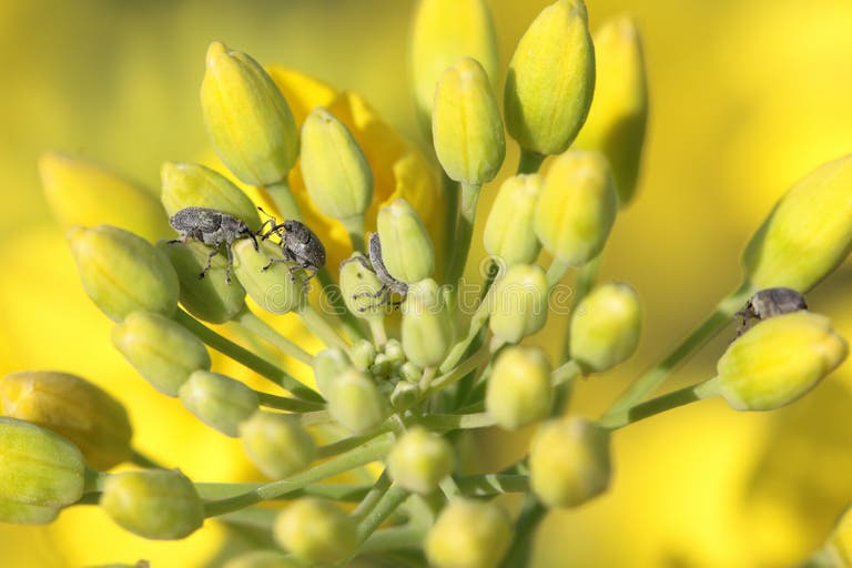 The Cabbage Seed Pod Weevil, Ceutorhynchus Obstrictus, Formerly Called ...