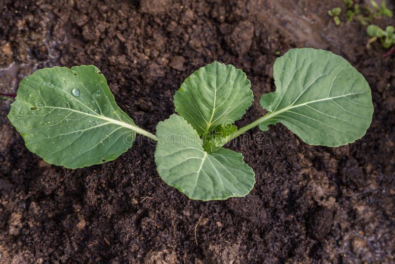The cabbage seedling stock photo. Image of cultivation - 130406094