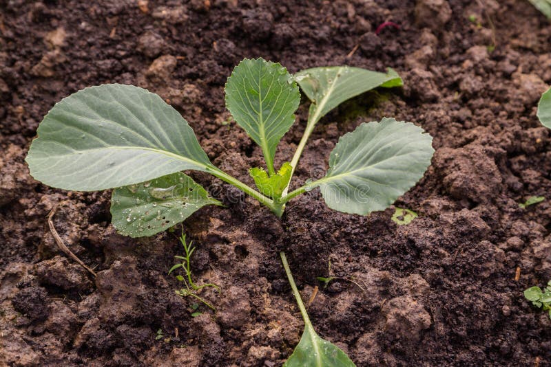 The cabbage seedling stock photo. Image of cultivation - 130406094