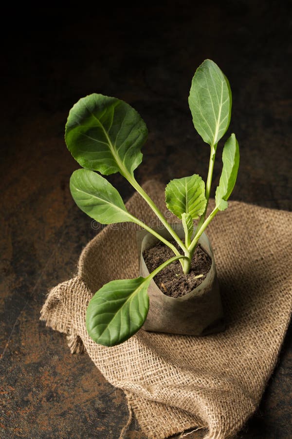 Cabbage Seedling in Containers on a Dark Background Stock Image - Image ...