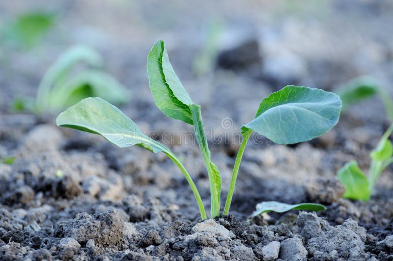 Cabbage seedling stock photo. Image of countryside, cultivate - 54905476