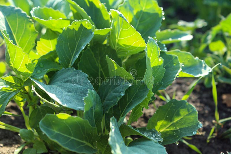 Cabbage Seedlings on an Early Dewy Spring Morning in the Sun, Close-up ...