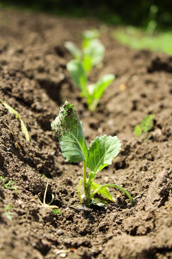 Cabbage Seedlings in the Garden Stock Photo - Image of crop, plant ...