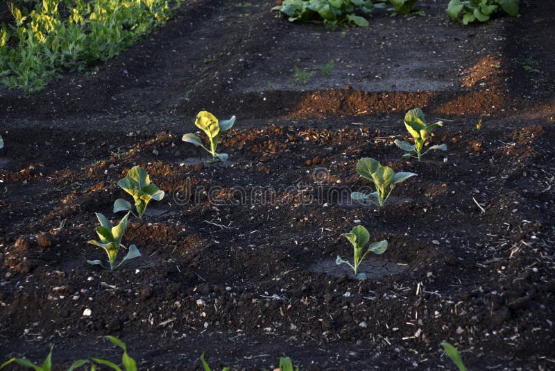 Cabbage Seedlings in the Garden in Spring Stock Photo - Image of hand ...