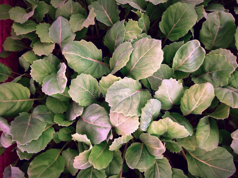 Cabbage Seedlings in a Greenhouse in the Ground. Stock Image - Image of ...
