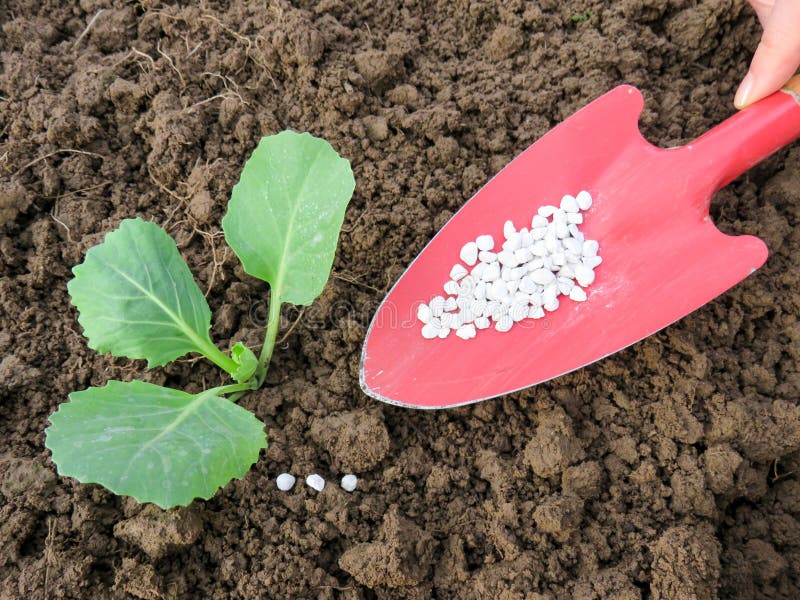Cabbage Seedlings are Planted in the Ground Stock Image - Image of grow ...