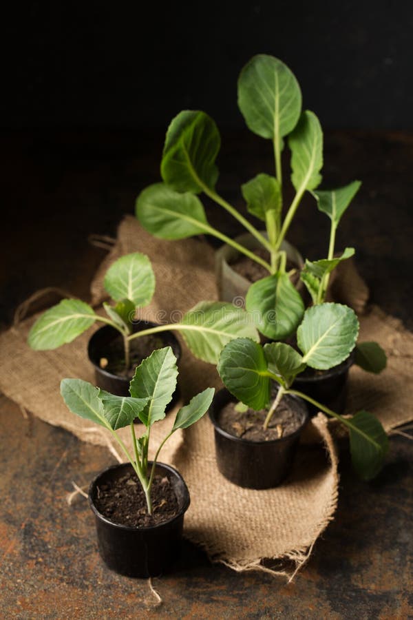 Cabbage Seedlings in Small Containers on a Dark Background Stock Image ...