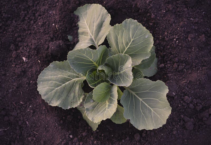 Cabbage Seedlings in the Spring into the Ground. Vegetable Seedlings in ...