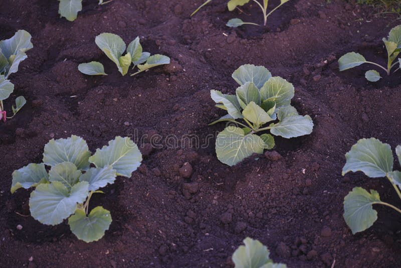 Cabbage Seedlings in the Spring into the Ground. Vegetable Seedlings in ...