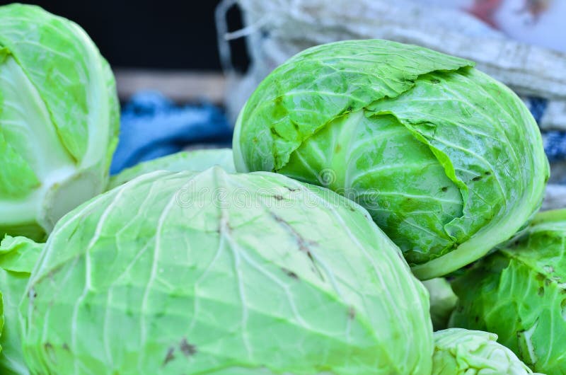 Cabbage stock photo. Image of eating, togetherness, group - 48269128