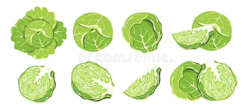 Cabbage Set. Head of Cabbage Cut in Half, Fresh Healthy Green Vegetable ...