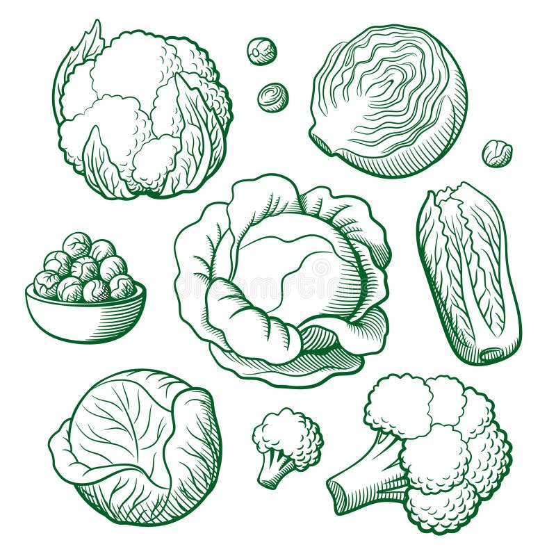 Cabbage Stock Illustrations – 50,269 Cabbage Stock Illustrations ...