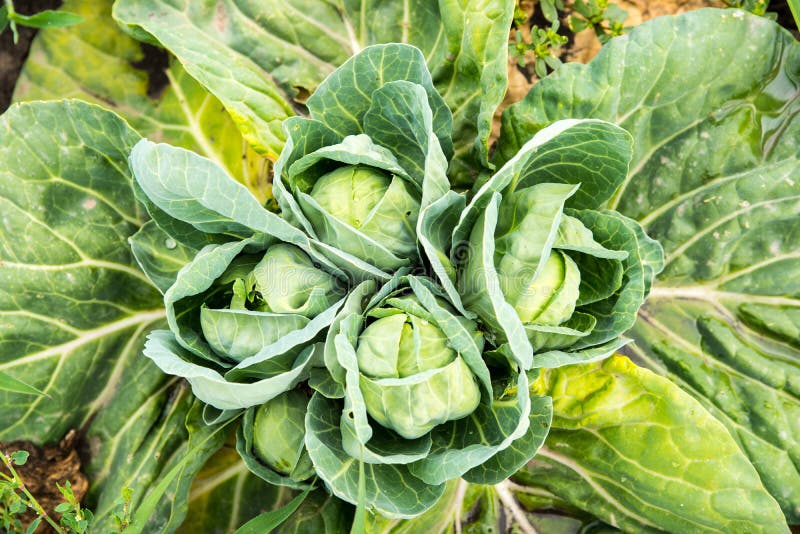 Cabbage Shakes Close Up, Copy Space Stock Photo - Image of growth ...