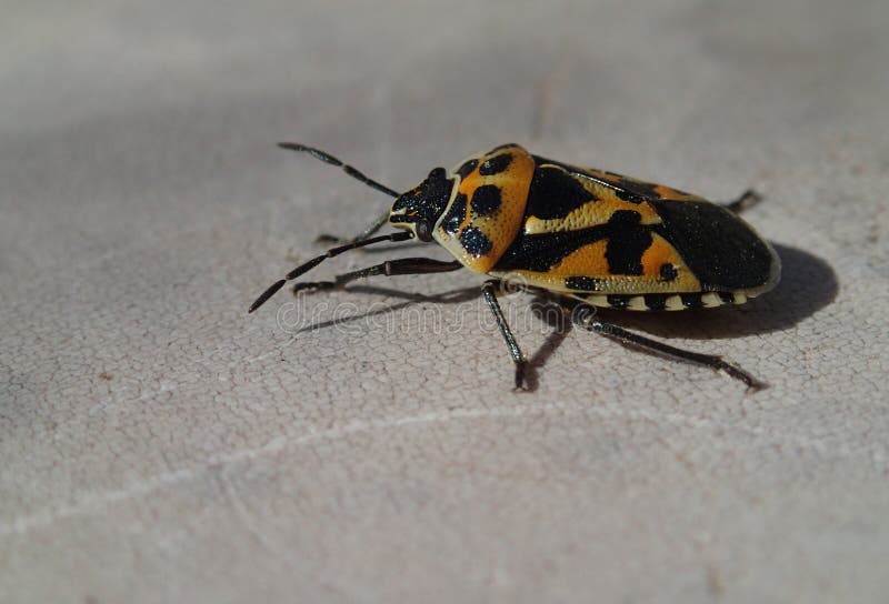 Cabbage shield beetle stock image. Image of beetle, cabbage - 102875349