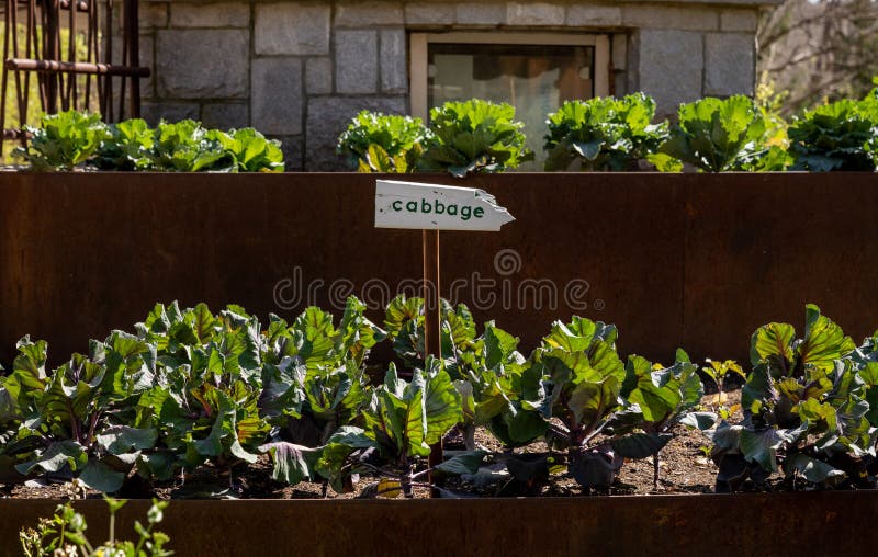 Cabbage Sign Stands in Vegetable Garden Stock Photo - Image of healthy ...