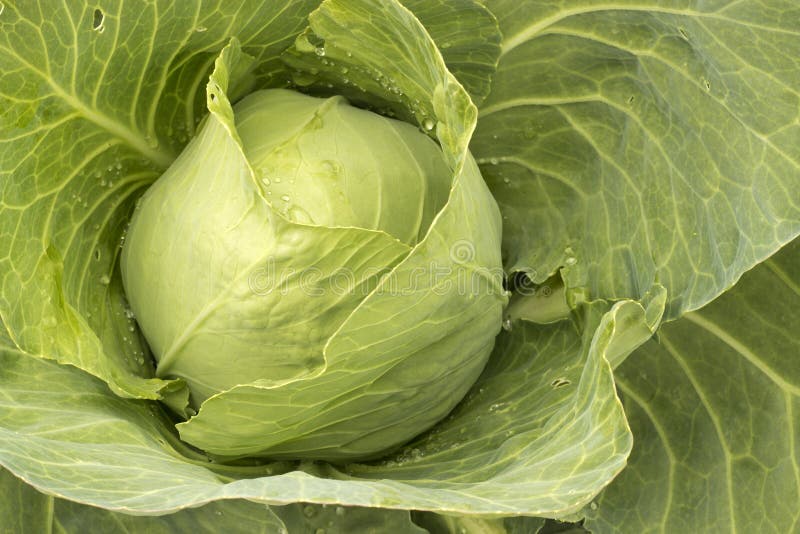 Cabbage stock photo. Image of leafy, produce, detail - 32702976