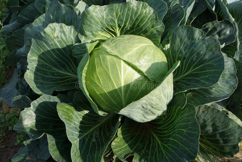 Cabbage stock image. Image of crop, biological, gardening - 47426013