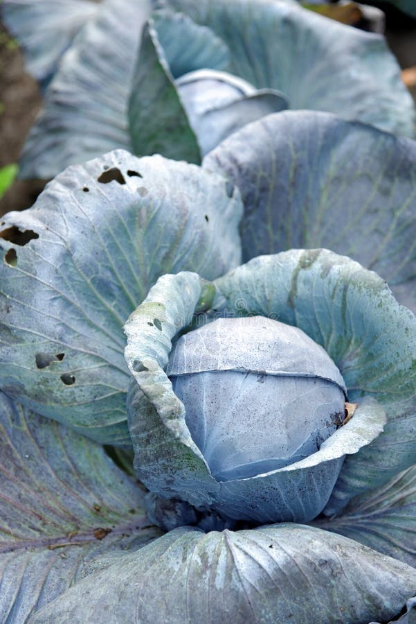 Cabbage in a Small Vegetable Garden Stock Photo - Image of grass, green ...