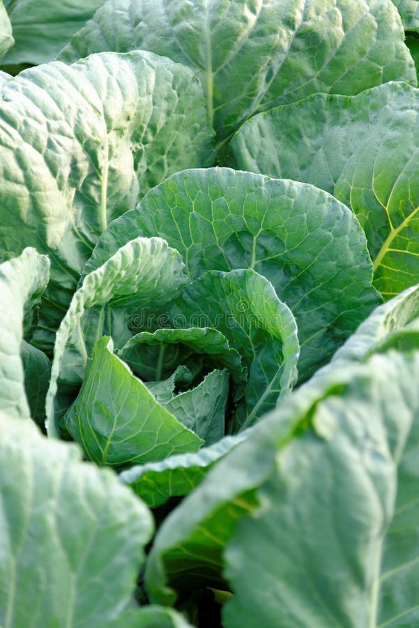 Cabbage in a Small Vegetable Garden Stock Photo - Image of growing ...