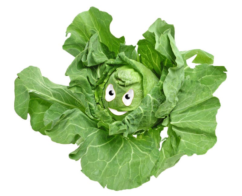 Cabbage smiley stock photo. Image of snack, fairy, diet - 14994828