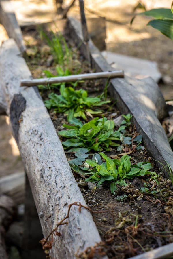 Cabbage, Sort, Green, Safe, Fresh, Clean. Stock Photo - Image of earth ...